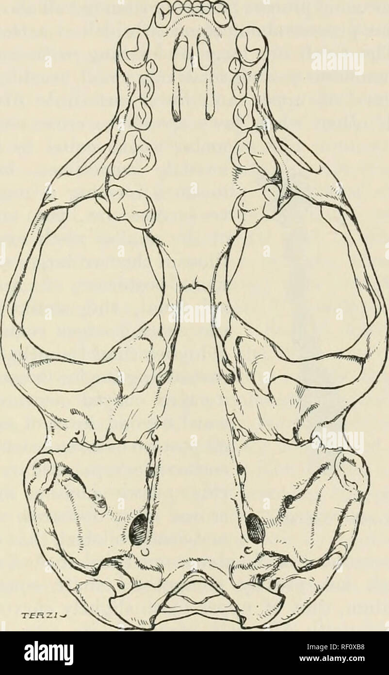 Anteorbital hi-res stock photography and images - Alamy