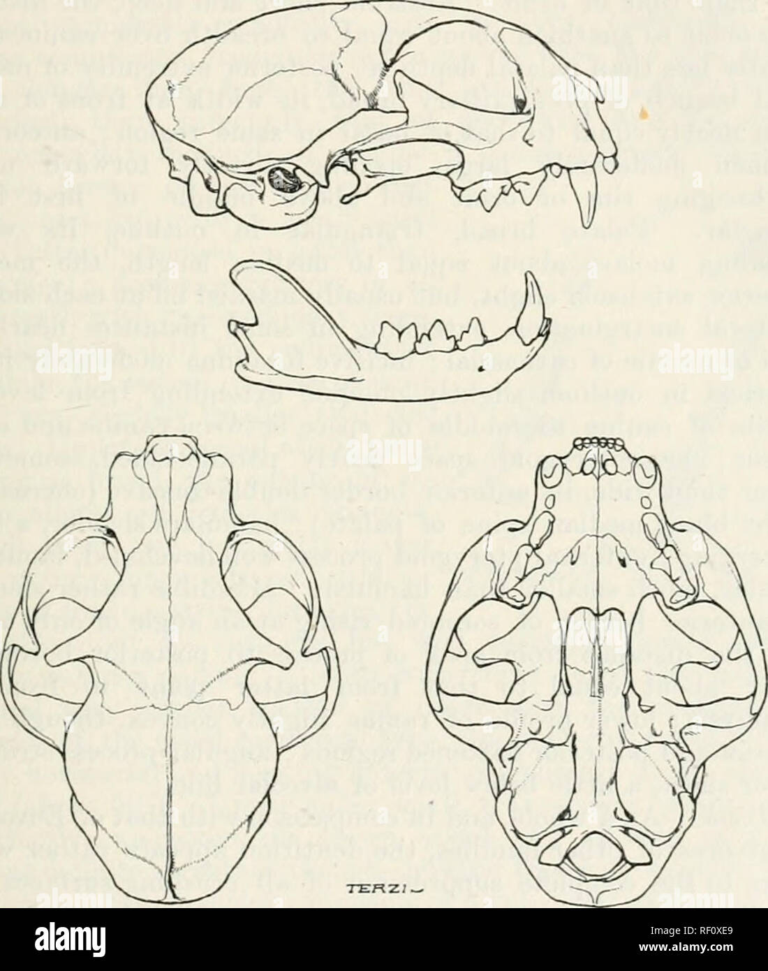 Flat occiput hi-res stock photography and images - Alamy