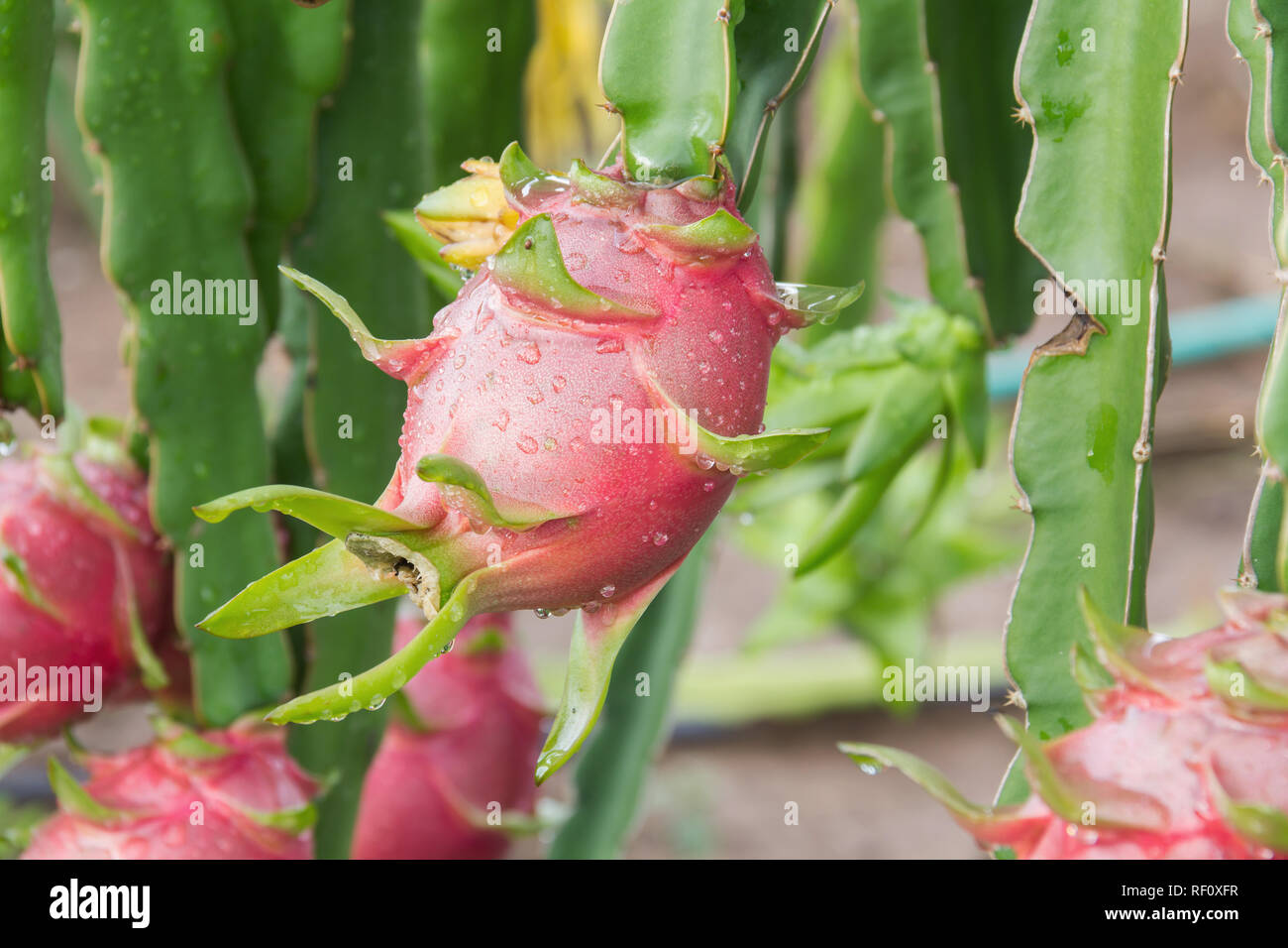 Dragon fruit,Pitaya on tree Stock Photo - Alamy