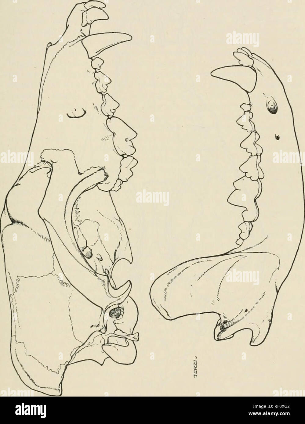Skulls of a dog hi-res stock photography and images - Alamy