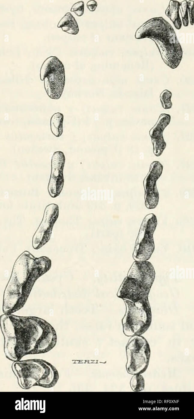 . Catalogue of the mammals of western Europe (Europe exclusive of ...
