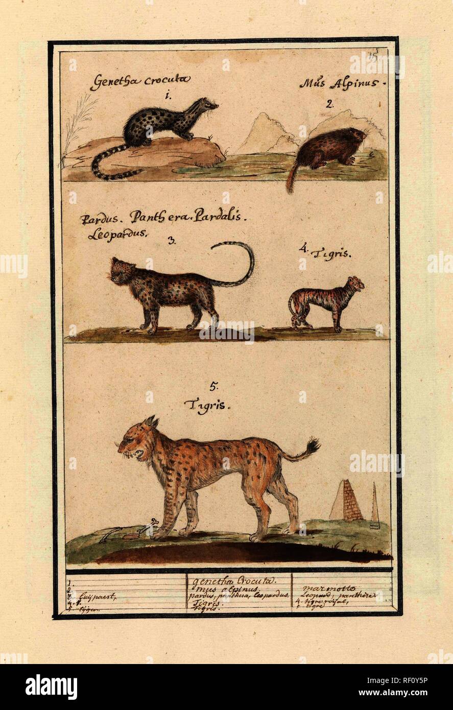 Genetha crocuta 1 hi-res stock photography and images - Alamy