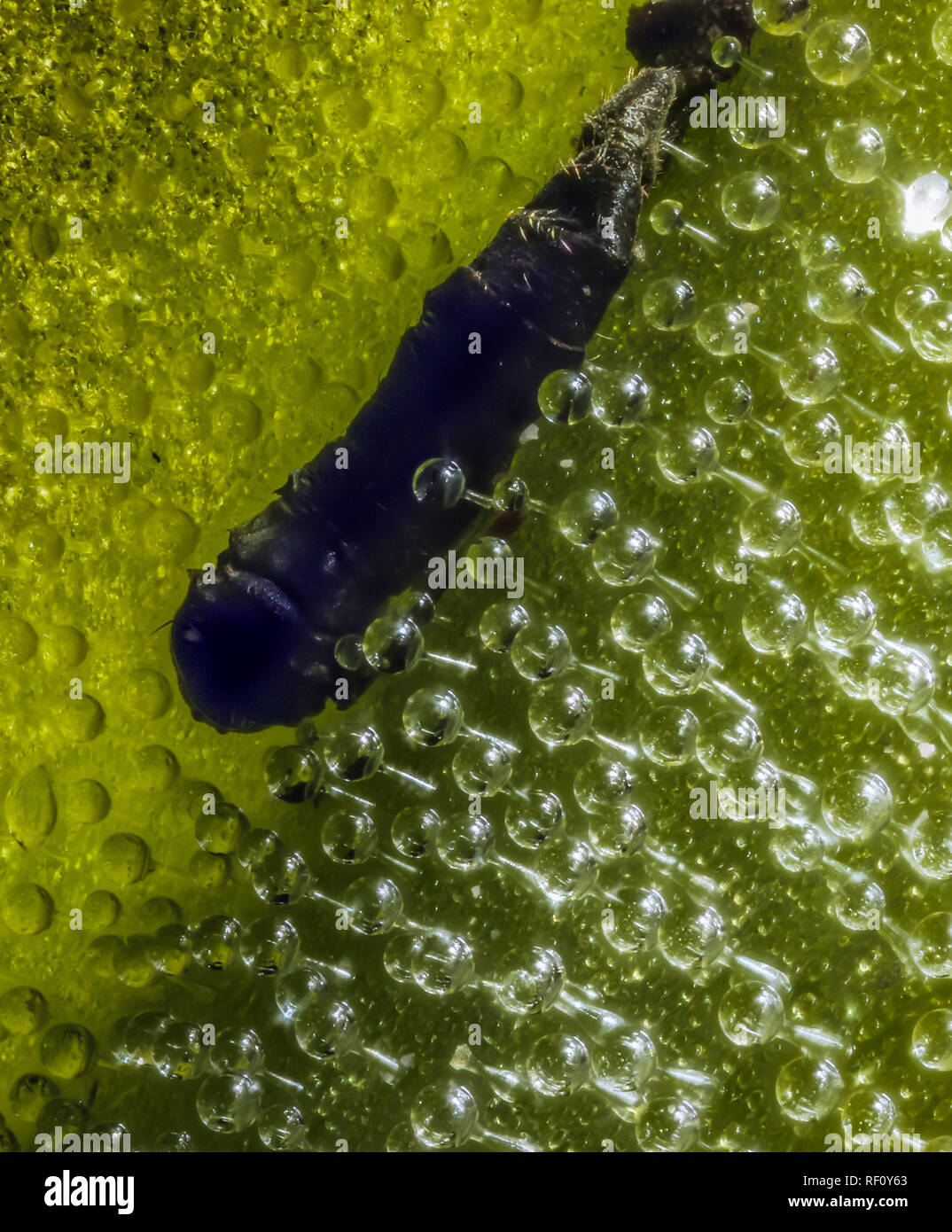 Closeup of insectivorous plant Pinguicula vulgaris butterwort leaf with ...