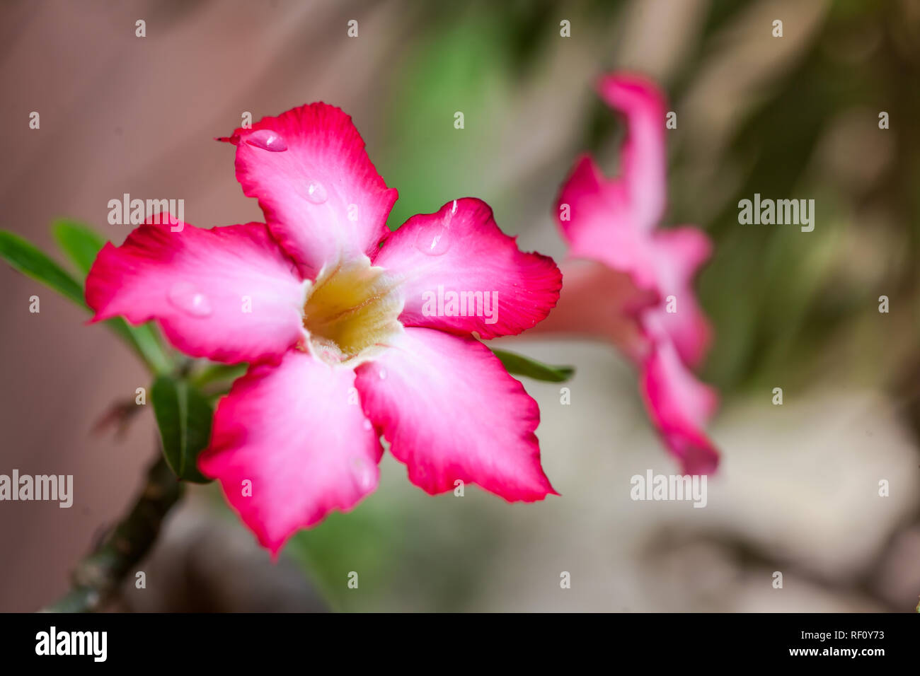 Desert roses hi-res stock photography and images - Alamy