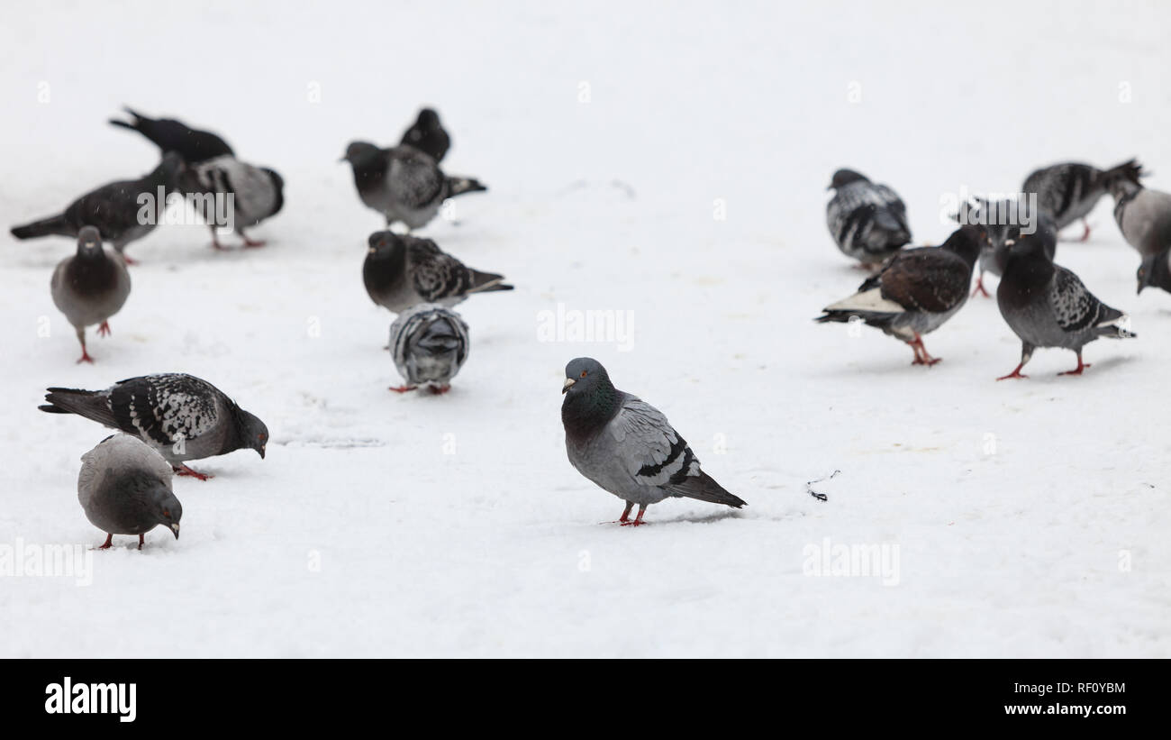 Winter season and seasonal specific. Flock of pigeons in the city ...