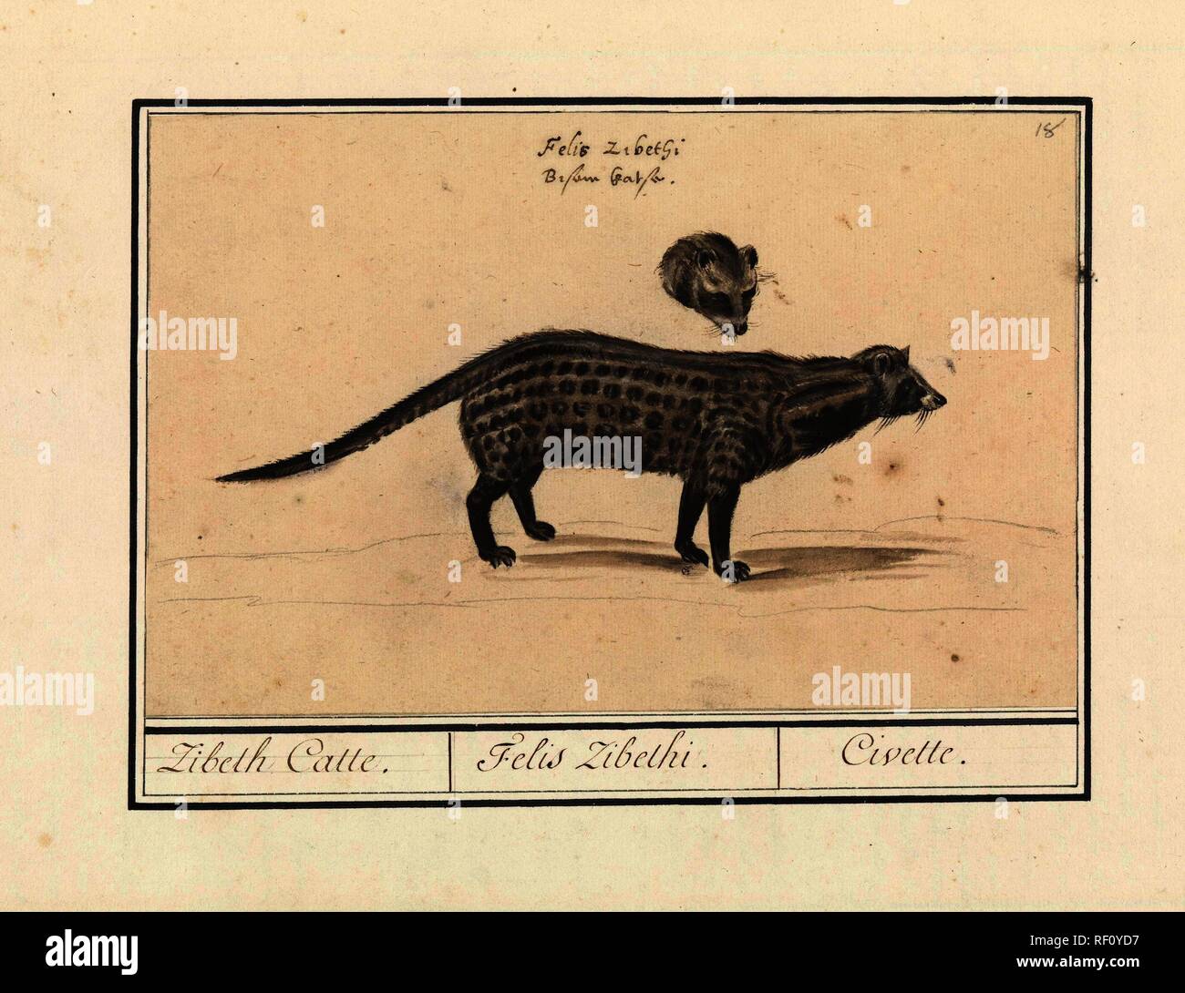 Felis zibethi hi-res stock photography and images - Alamy