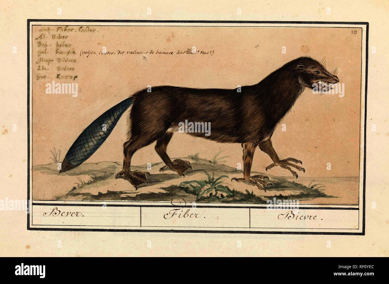 H 151 mm w 277 mm hi-res stock photography and images - Alamy