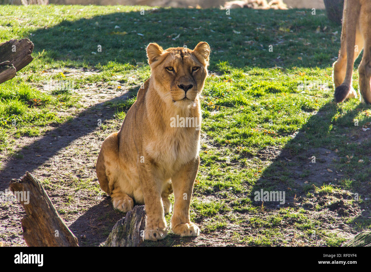 Lioness sitting hi-res stock photography and images - Alamy