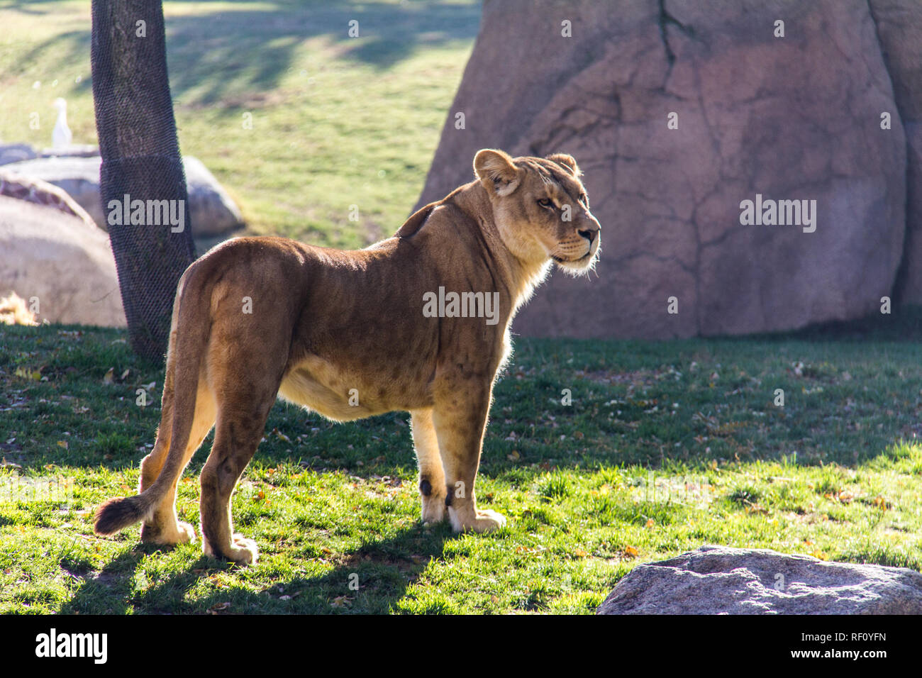 Lioness standing hi-res stock photography and images - Alamy