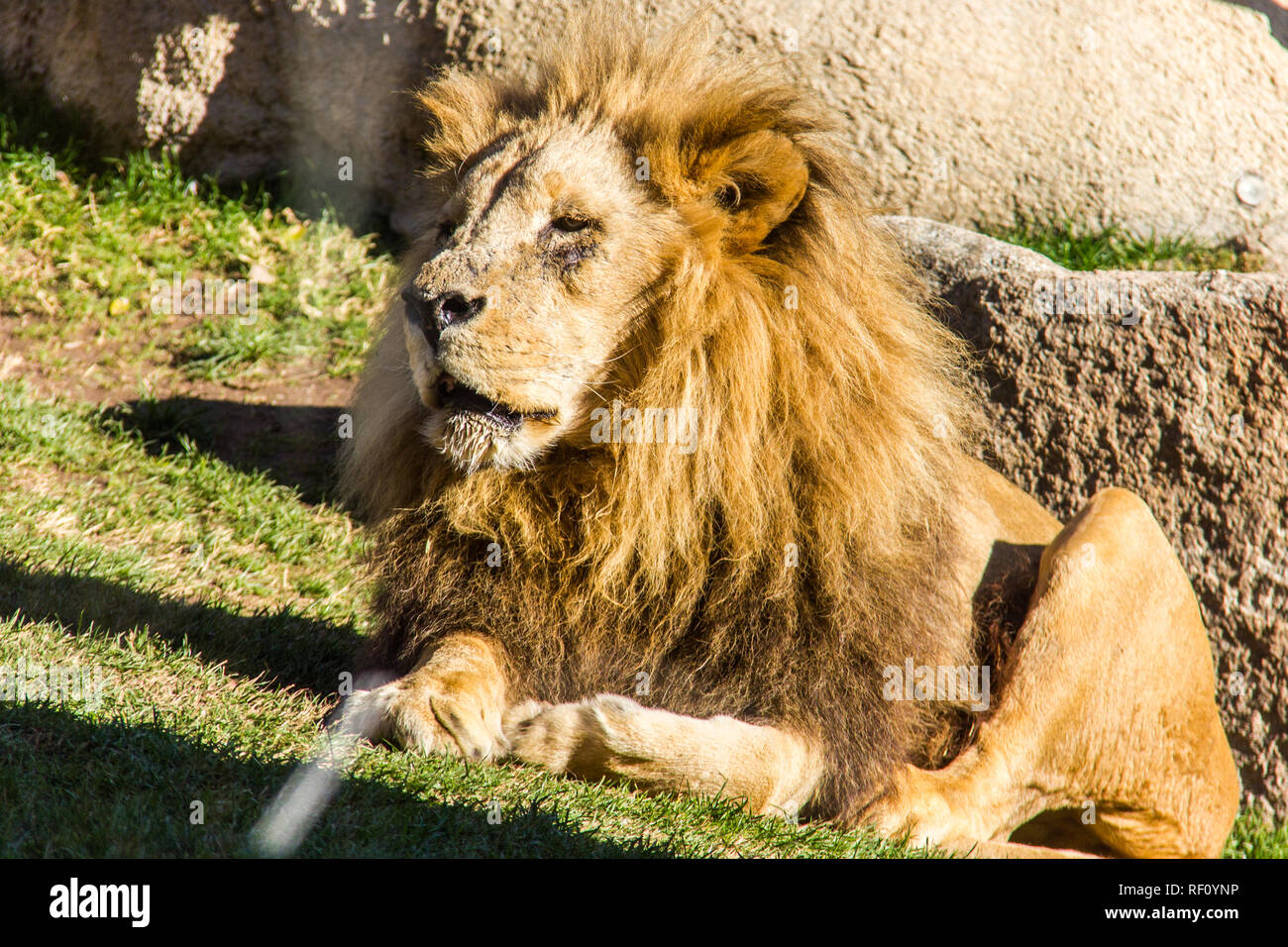An old lion laying on the grass Stock Photo - Alamy