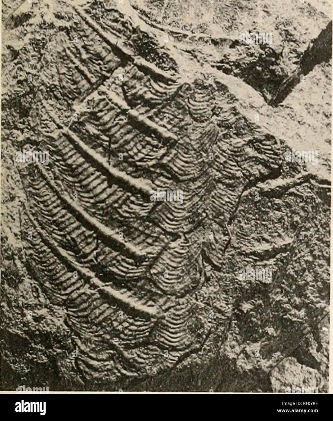 Henry withers hi-res stock photography and images - Alamy