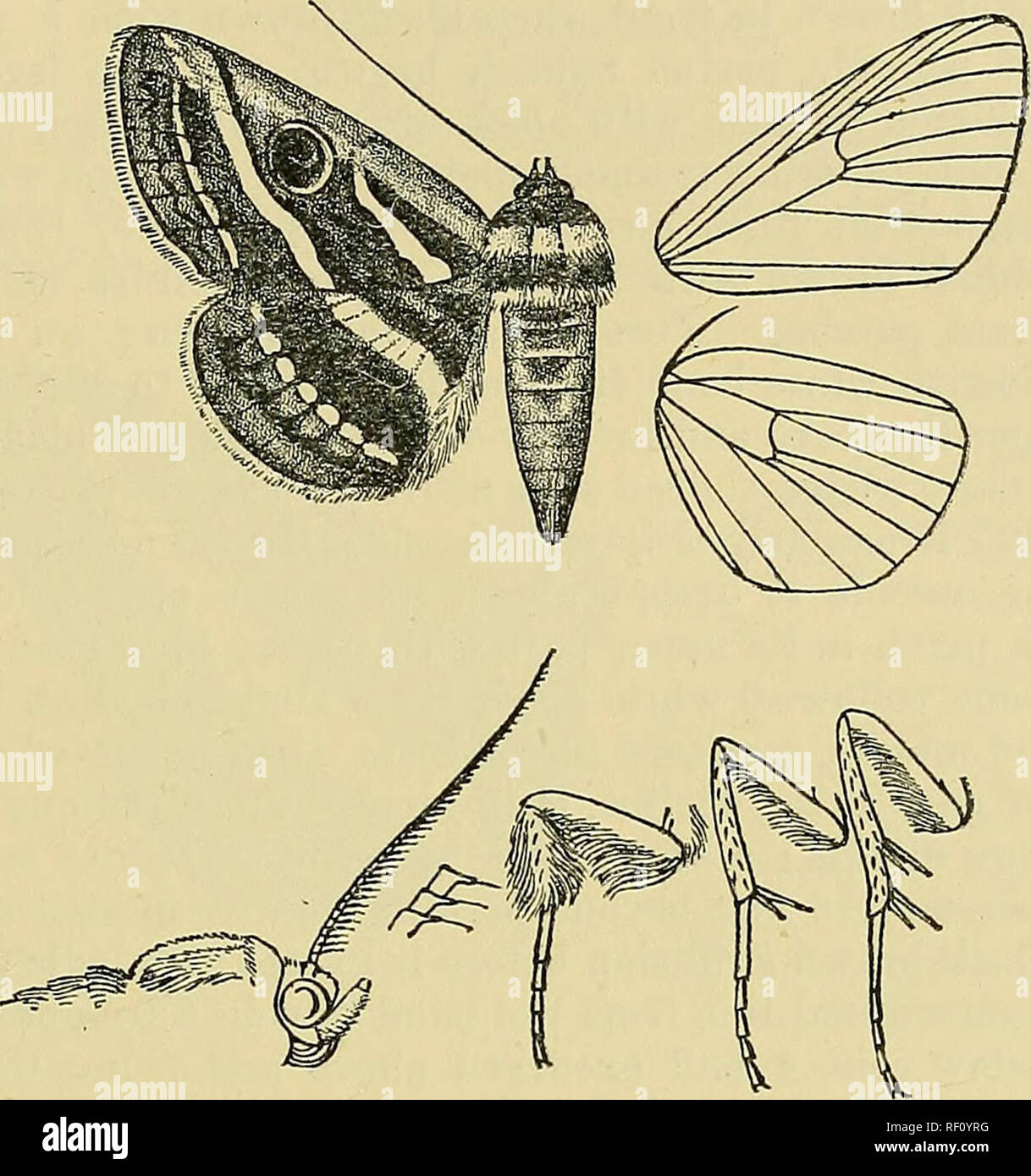 . Catalogue of the Lepidoptera Phalænæ in the British museum. Moths ...