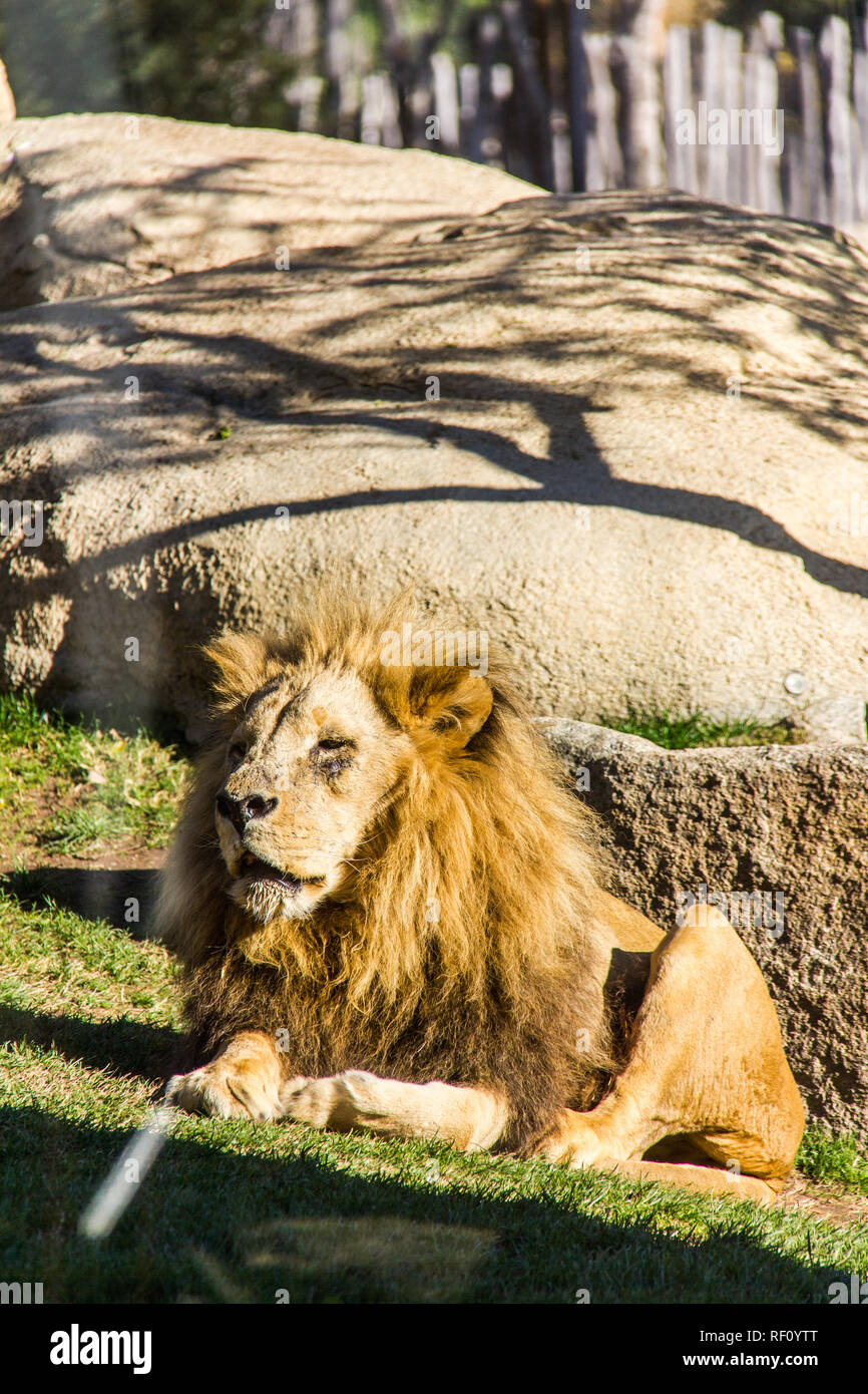 Old lion hi-res stock photography and images - Alamy
