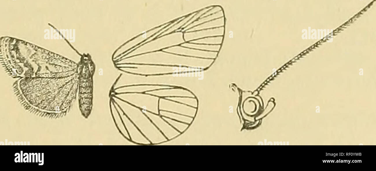 . Catalogue of the Lepidoptera Phalænæ in the British museum. Moths. I ...