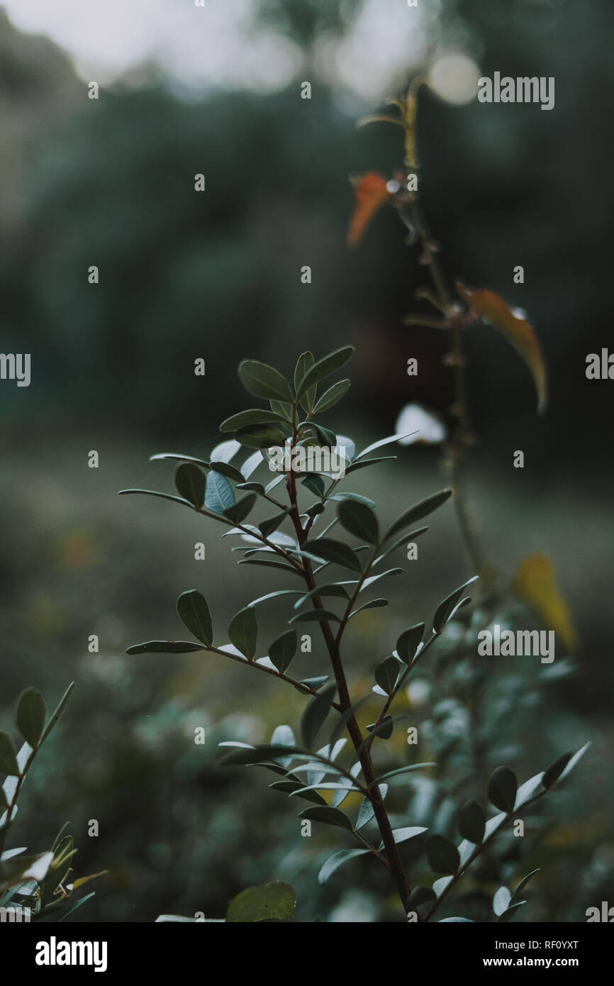 Verdant land hi-res stock photography and images - Alamy