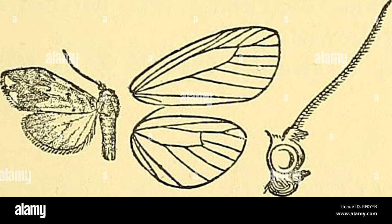 . Catalogue of the Lepidoptera Phalaenae in the British Museum. Moths ...