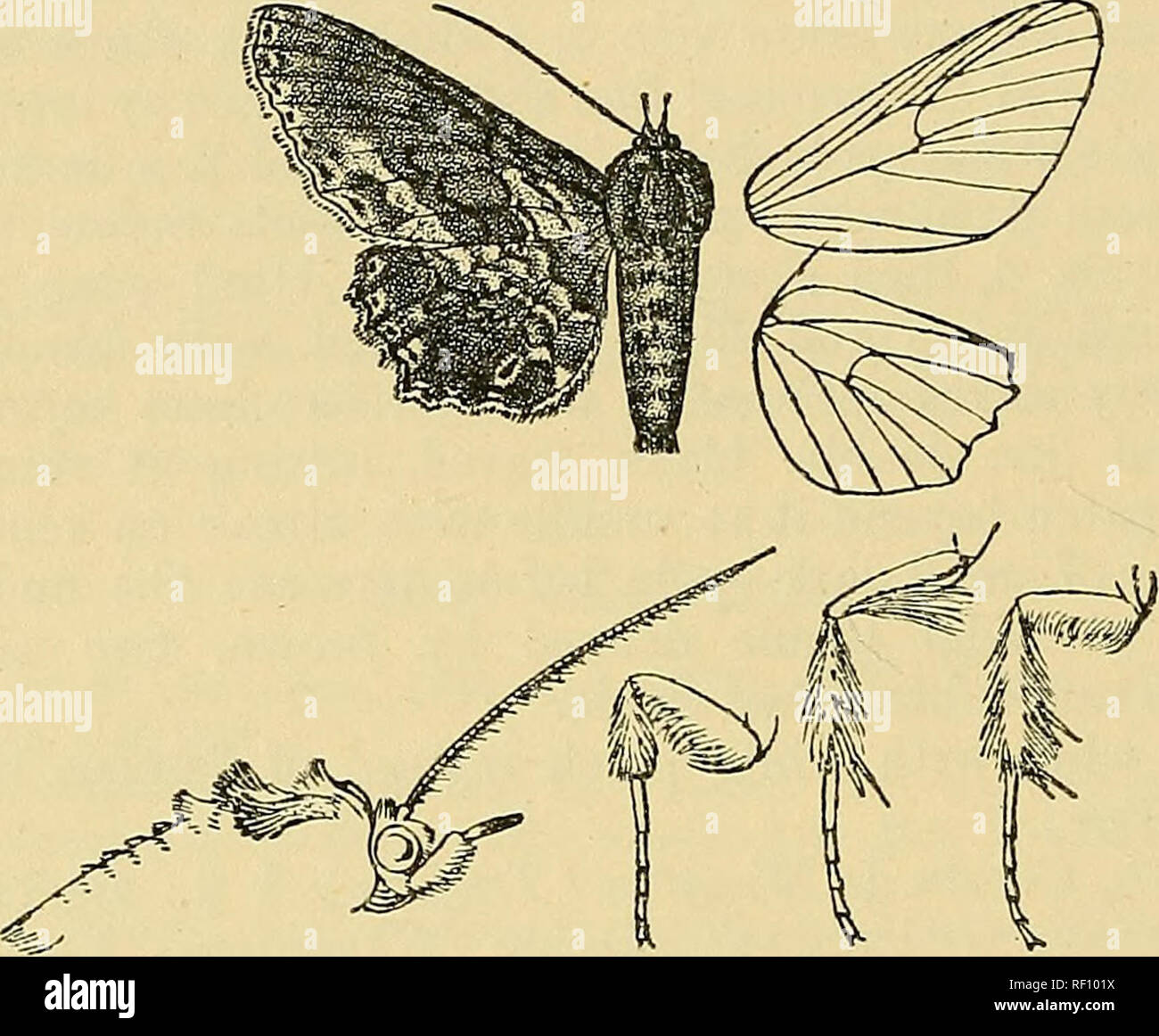 . Catalogue of the Lepidoptera Phalænæ in the British museum. Moths ...