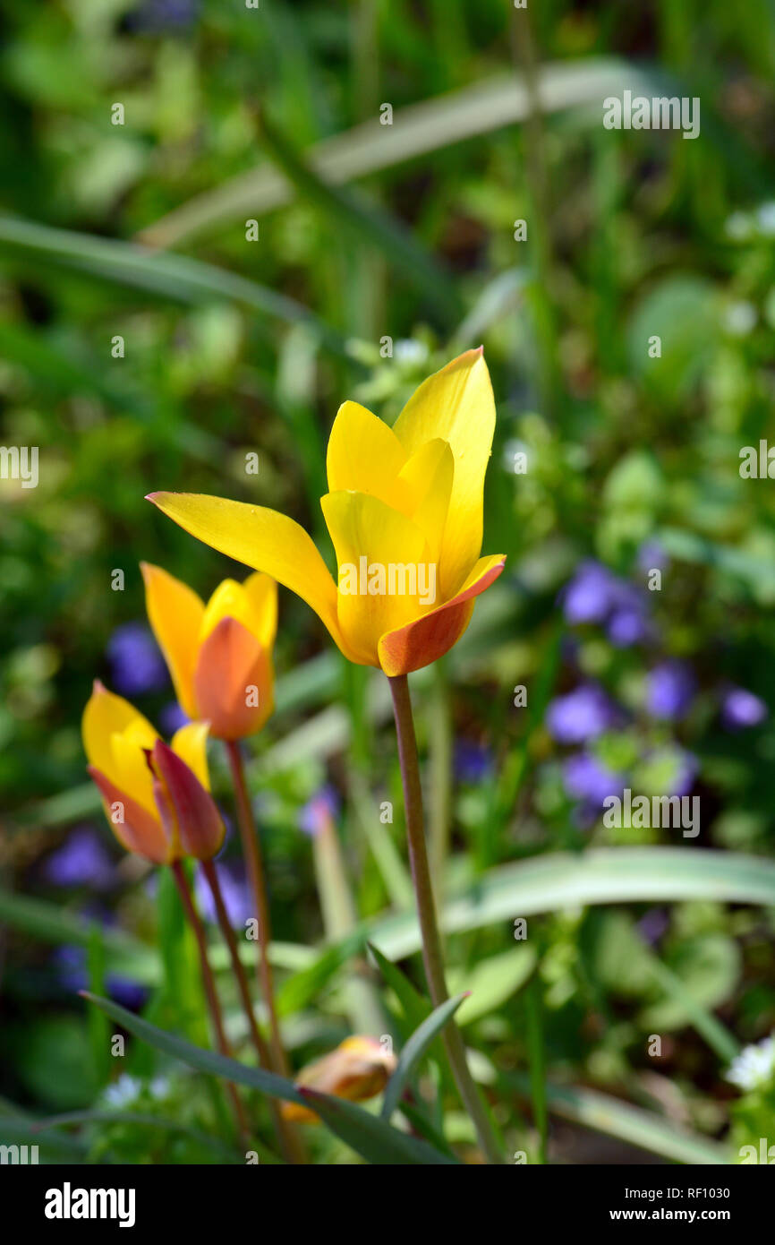 Tulip, Tulpen, tulipán, Tulipa sp Stock Photo - Alamy