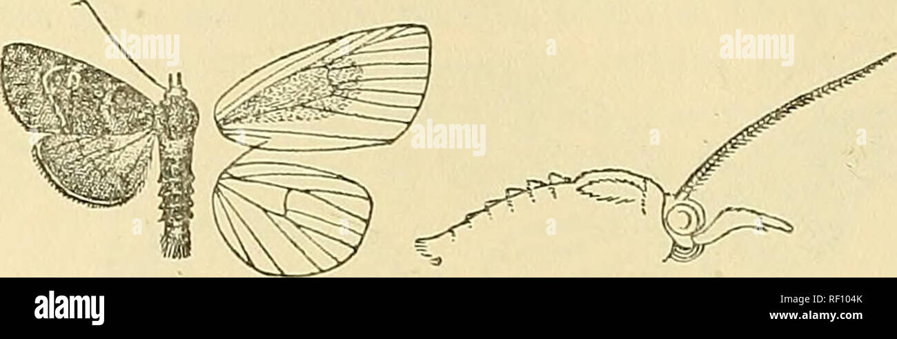 . Catalogue of the Lepidoptera Phalænæ in the British museum. Moths ...