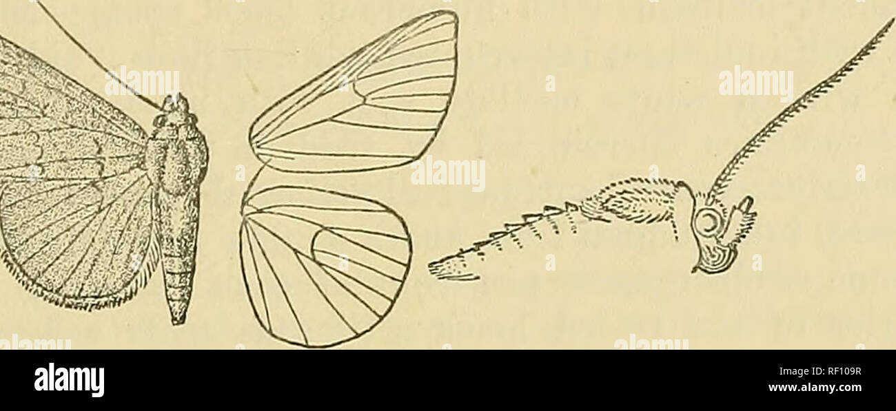 . Catalogue of the Lepidoptera Phalænæ in the British museum. Moths ...
