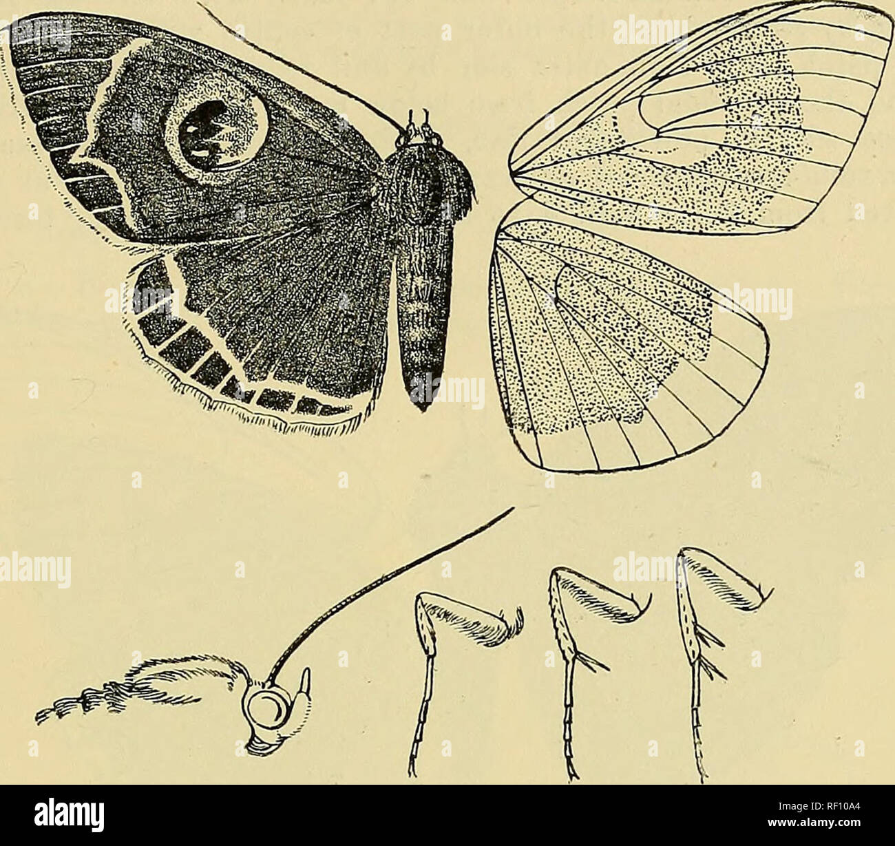 Black basal veins hi-res stock photography and images - Alamy