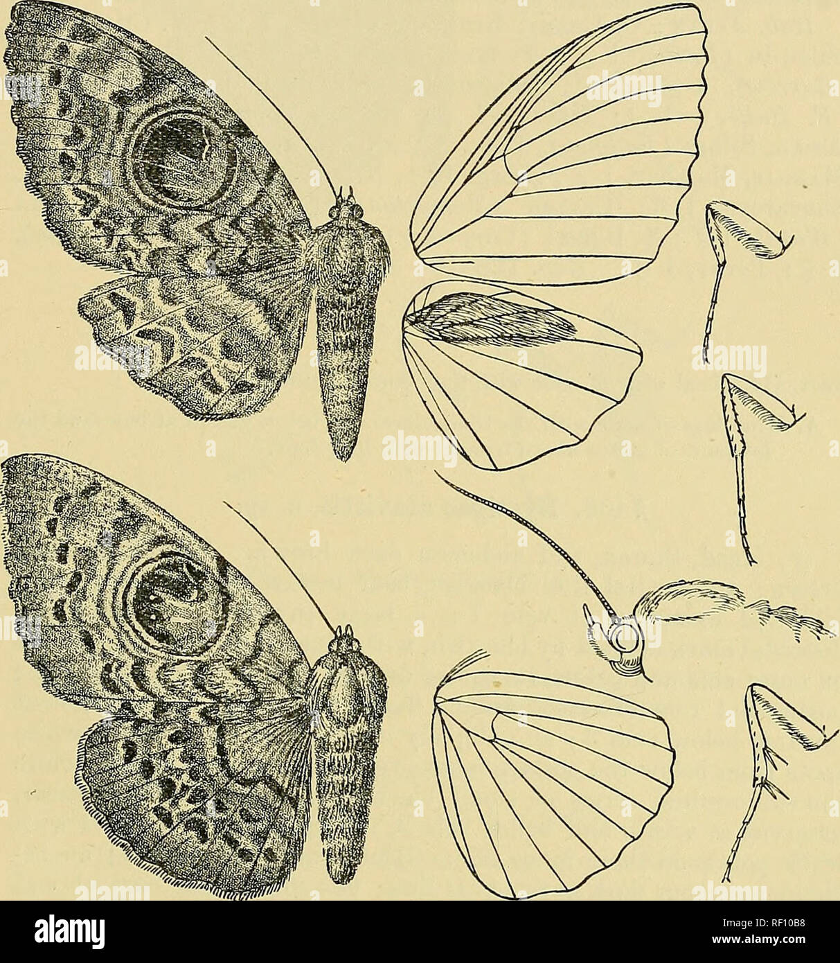 . Catalogue of the Lepidoptera Phalænæ in the British museum. Moths ...