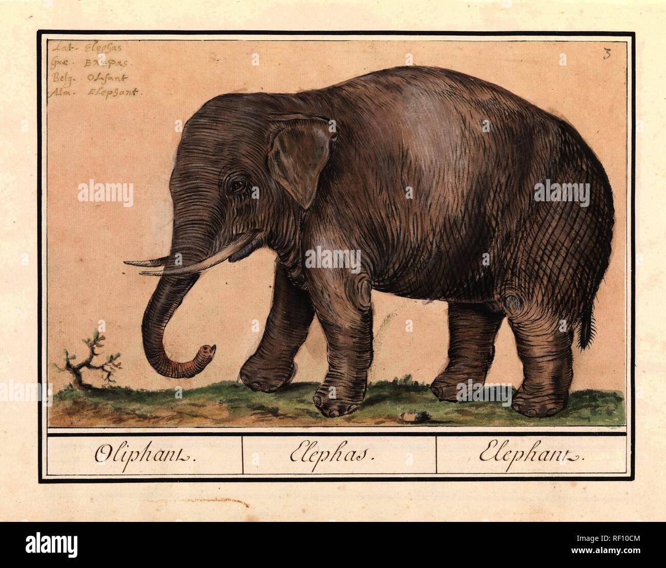 Aziatische olifant (Elephas maximus). Oliphant. / Elephas. / Elephant ...