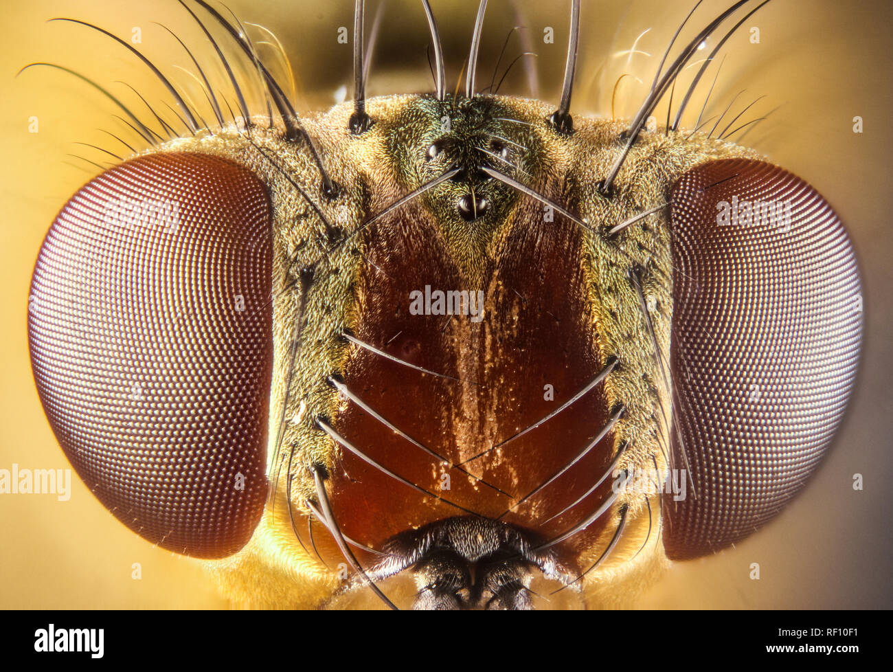 Fly compound eye hi-res stock photography and images - Alamy