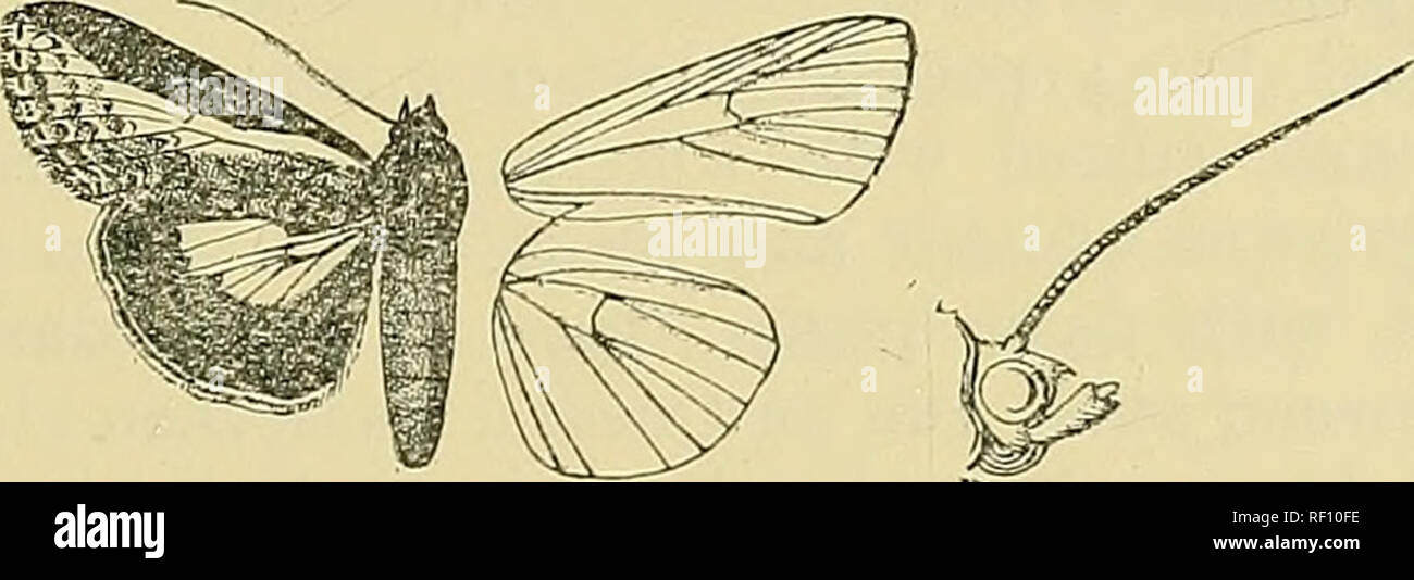 . Catalogue of the Lepidoptera Phalænæ in the British museum. Moths ...