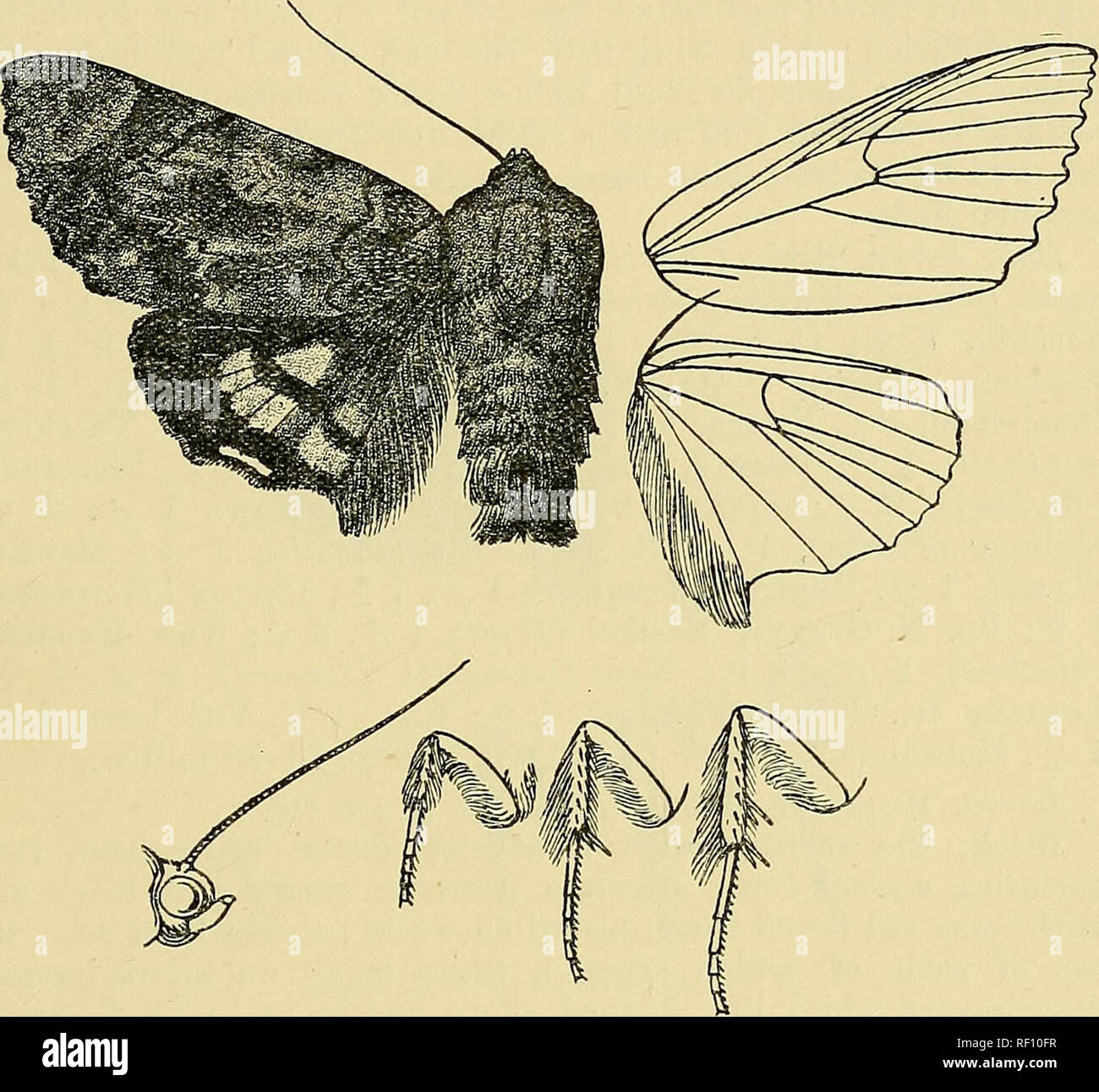 . Catalogue of the Lepidoptera Phalænæ in the British museum. Moths ...