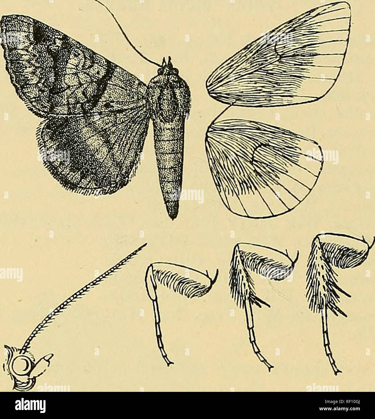 . Catalogue of the Lepidoptera Phalænæ in the British museum. Moths. 92 ...
