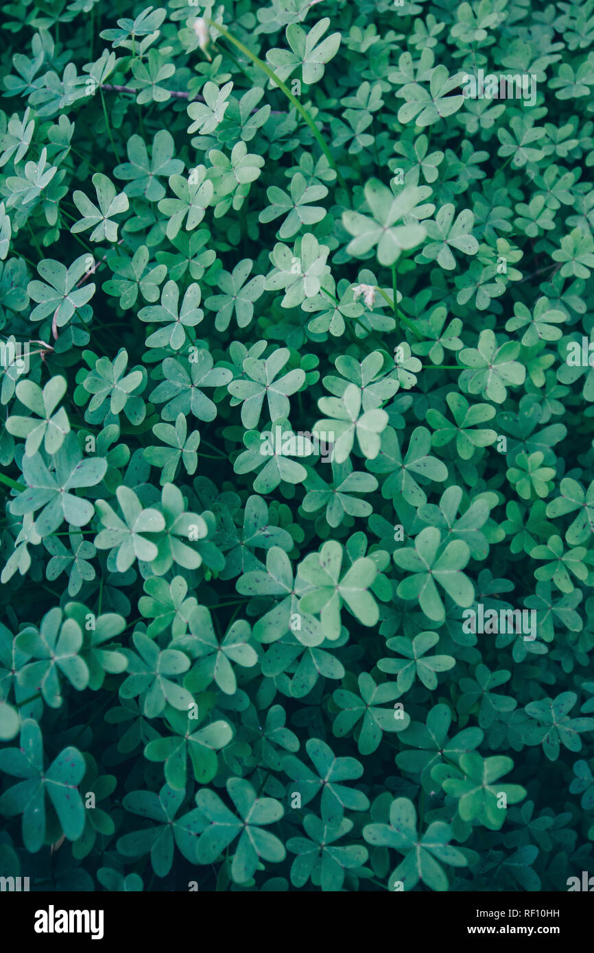 Verdant ground flora hi-res stock photography and images - Alamy