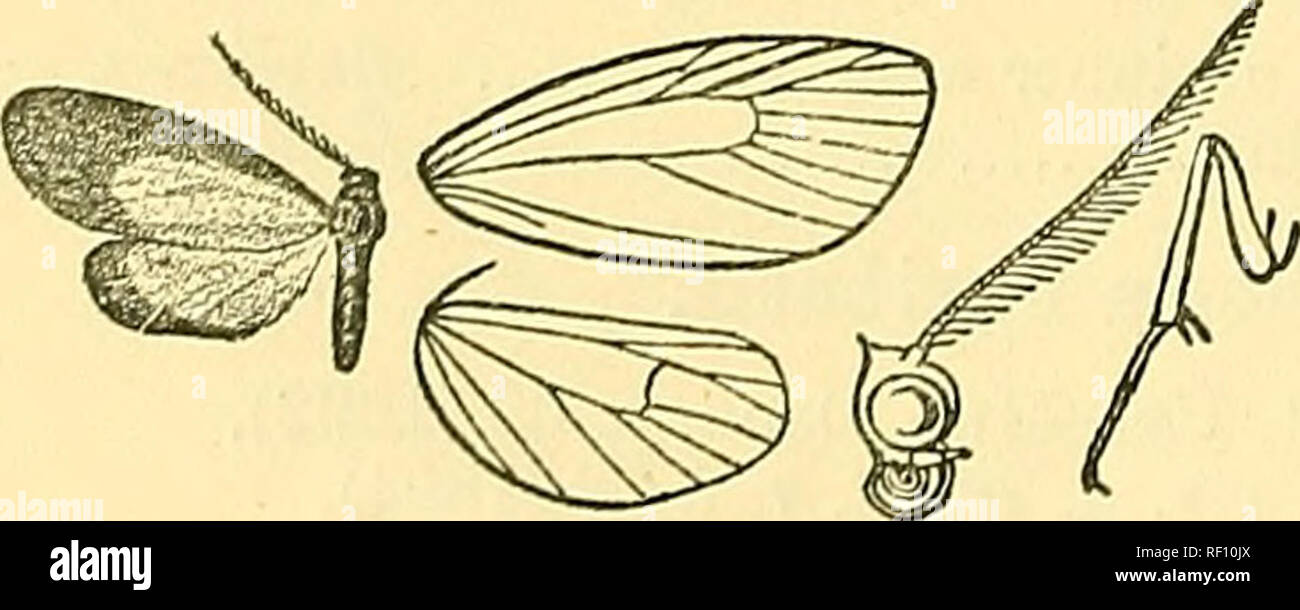 . Catalogue of the Lepidoptera Phalaenae in the British Museum. Moths ...