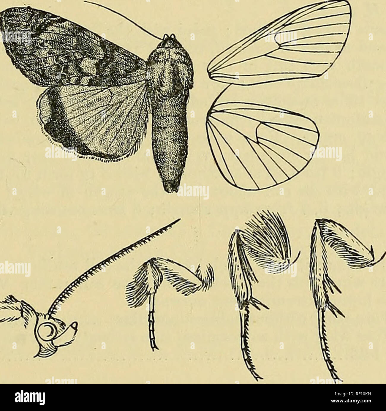 Black basal veins hi-res stock photography and images - Alamy