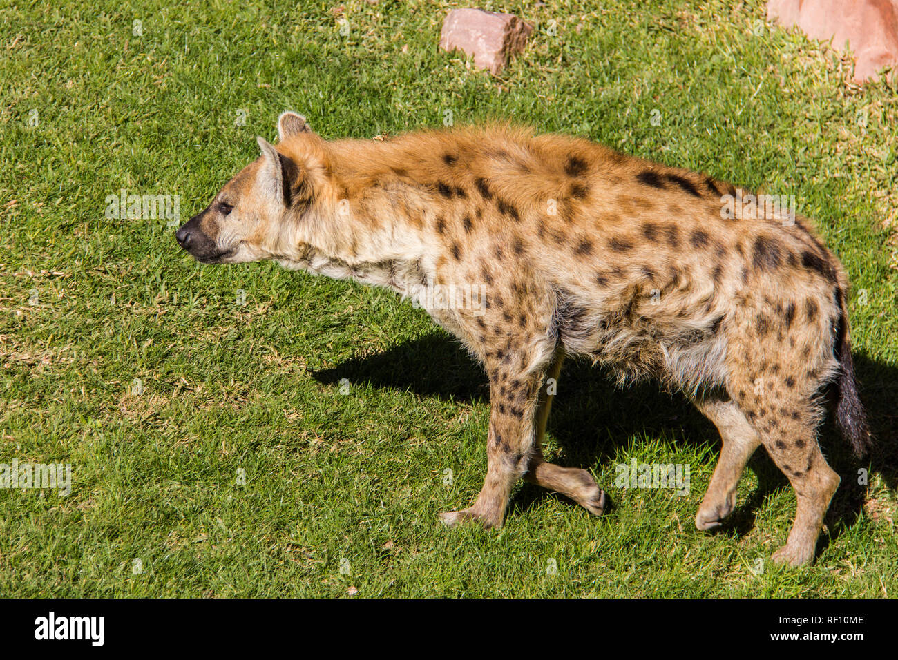 Spotted hyena crocuta crocuta walking hi-res stock photography and ...