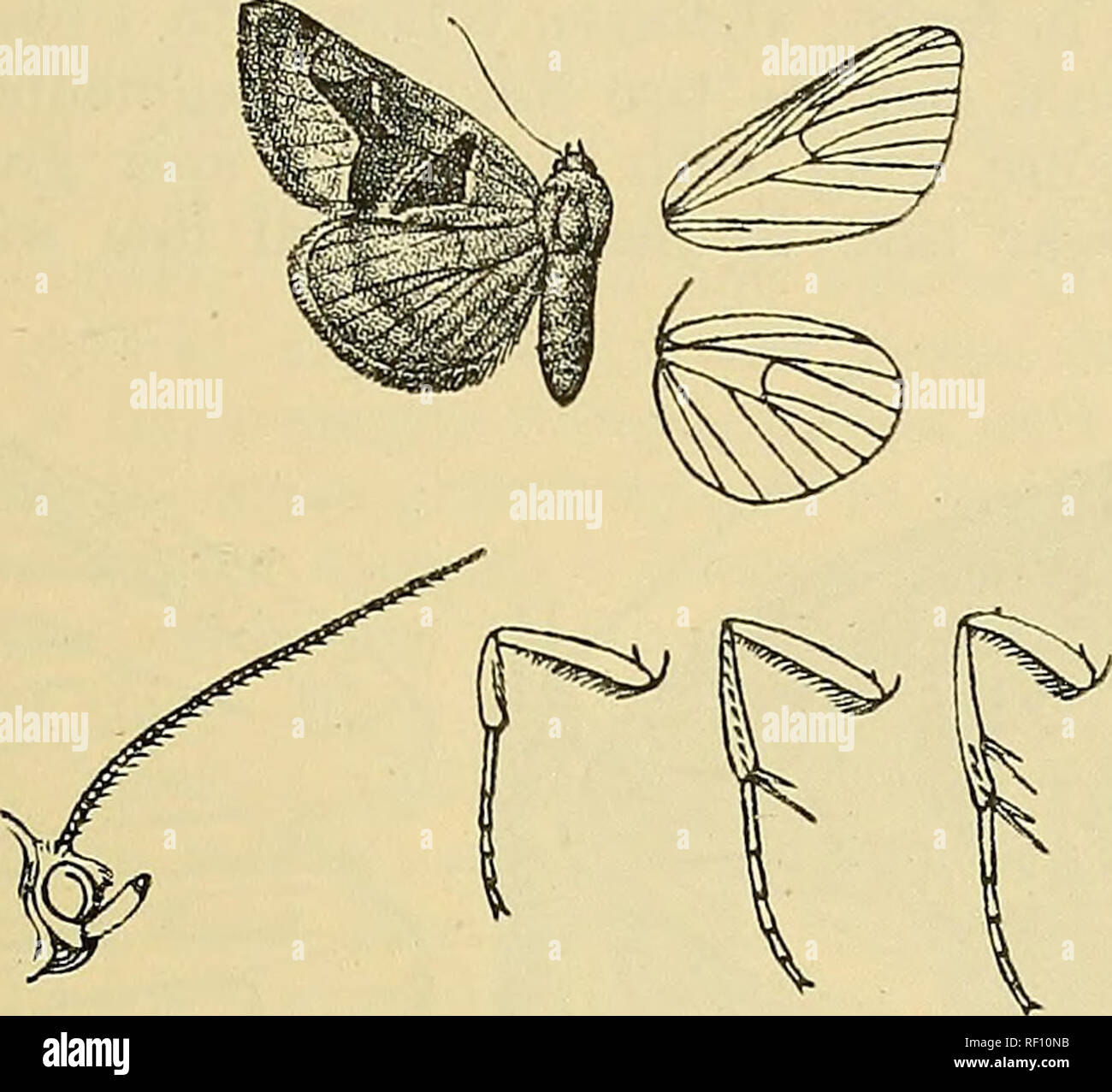 . Catalogue of the Lepidoptera Phalænæ in the British museum. Moths ...