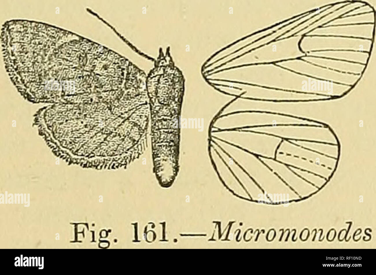 . Catalogue of the Lepidoptera Phalænæ in the British museum. Moths ...