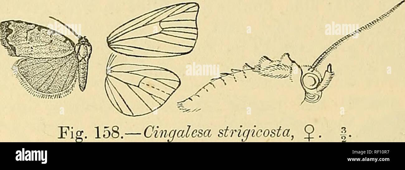 . Catalogue of the Lepidoptera Phalænæ in the British museum. Moths ...