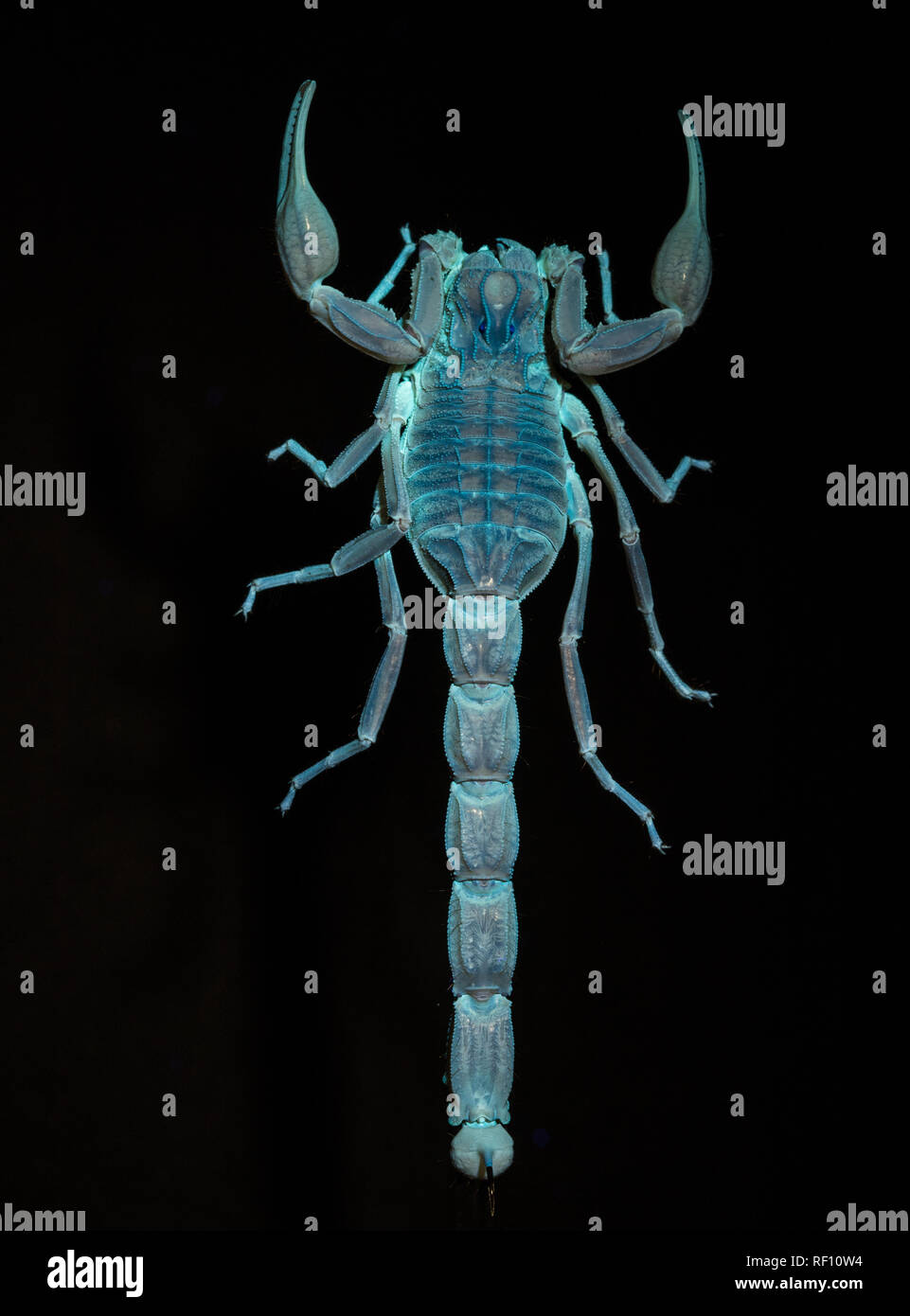 spanish scorpion photographed with ultra violet light focus stacked ...