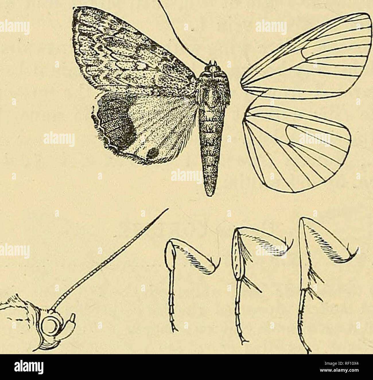 . Catalogue of the Lepidoptera Phalænæ in the British museum. Moths ...