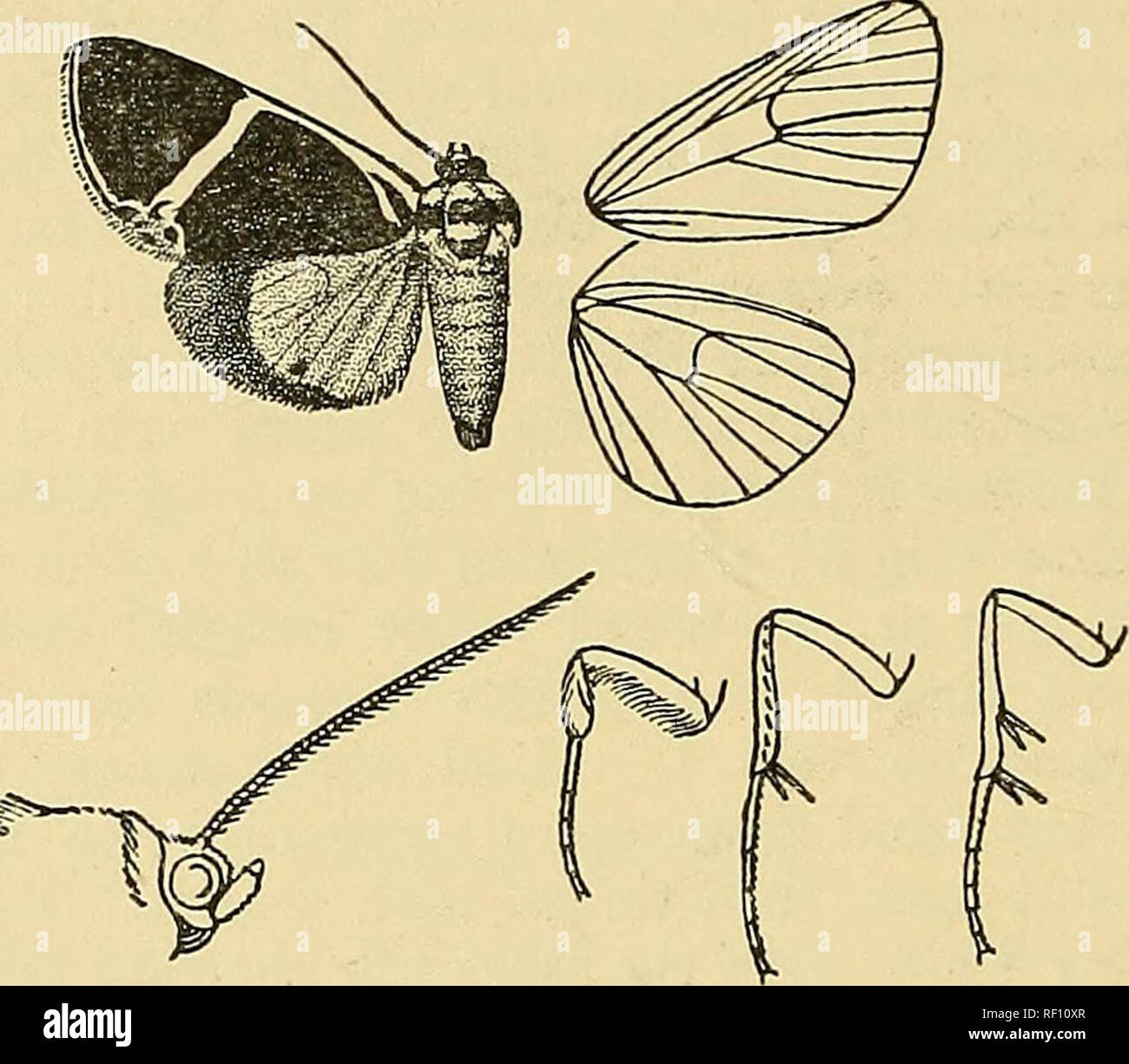 . Catalogue of the Lepidoptera PhalÃ¦nÃ¦ in the British museum. Moths ...
