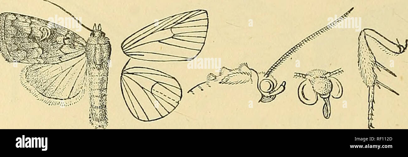 . Catalogue of the Lepidoptera PhalÃ¦nÃ¦ in the British museum. Moths ...