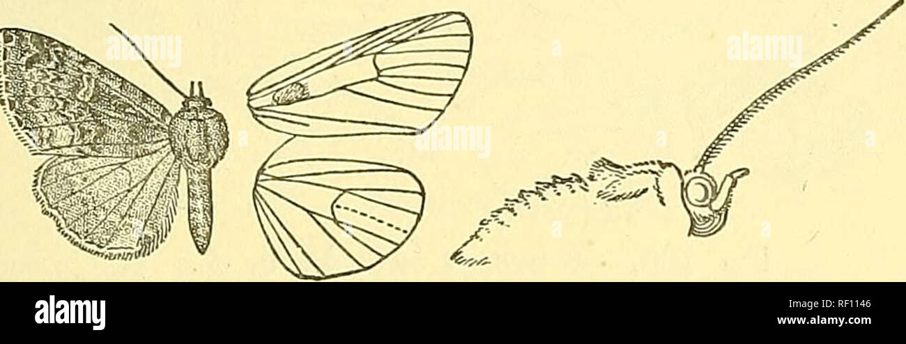. Catalogue of the Lepidoptera Phalaenae in the British Museum. Moths ...