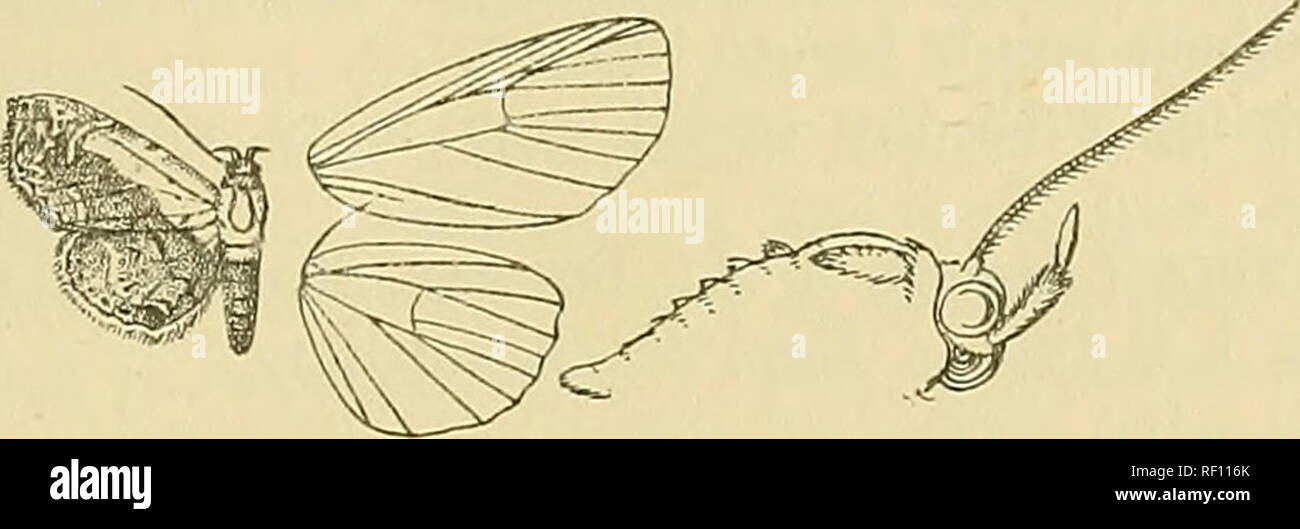 . Catalogue of the Lepidoptera Phalænæ in the British museum. Moths ...