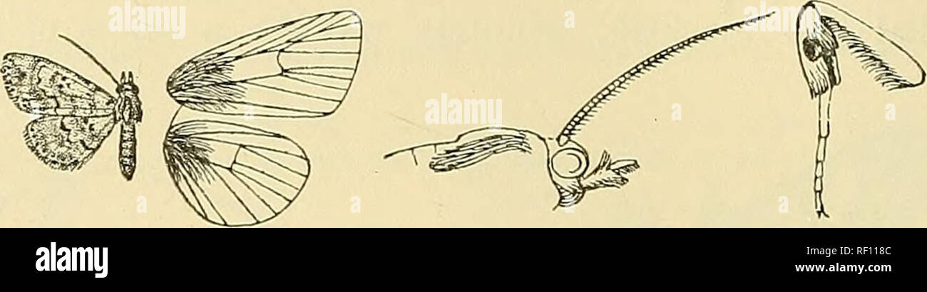 . Catalogue of the Lepidoptera PhalÃ¦nÃ¦ in the British museum. Moths ...