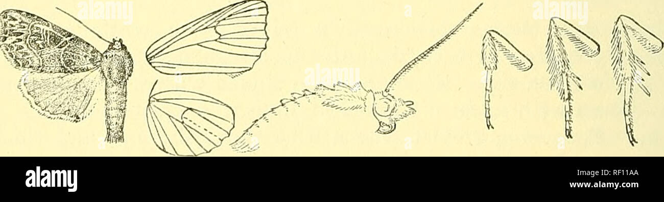 . Catalogue of the Lepidoptera Phalaenae in the British Museum. Moths ...