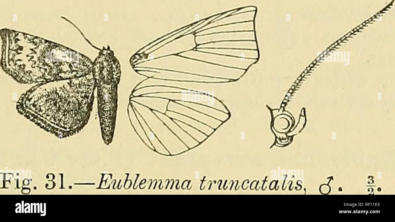 . Catalogue of the Lepidoptera Phalænæ in the British museum. Moths ...