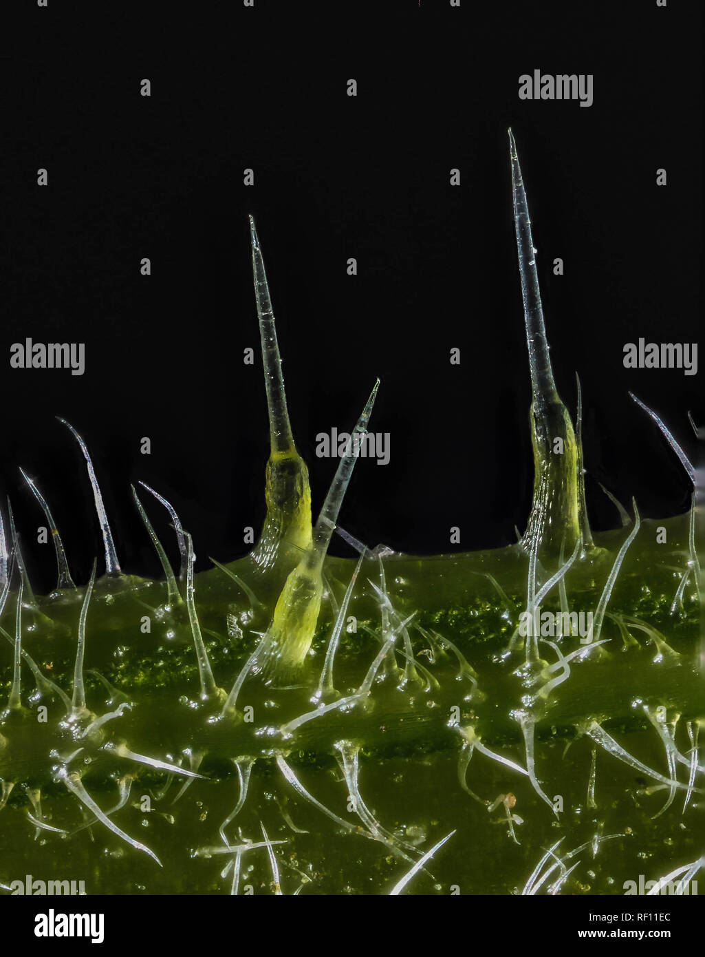 Stinging cells hi-res stock photography and images - Alamy