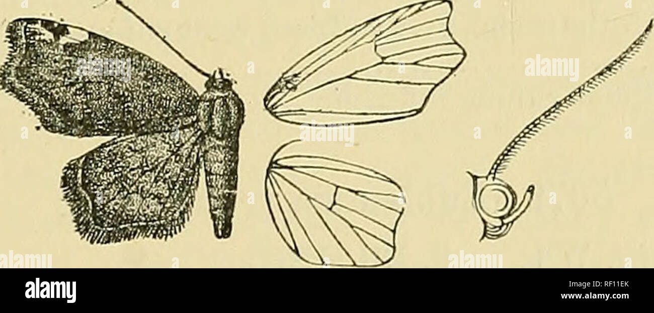 Red subterminal spot hi-res stock photography and images - Alamy