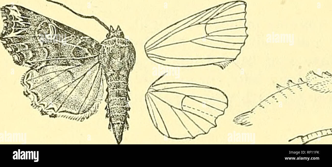 . Catalogue of the Lepidoptera Phalaenae in the British Museum. Moths ...